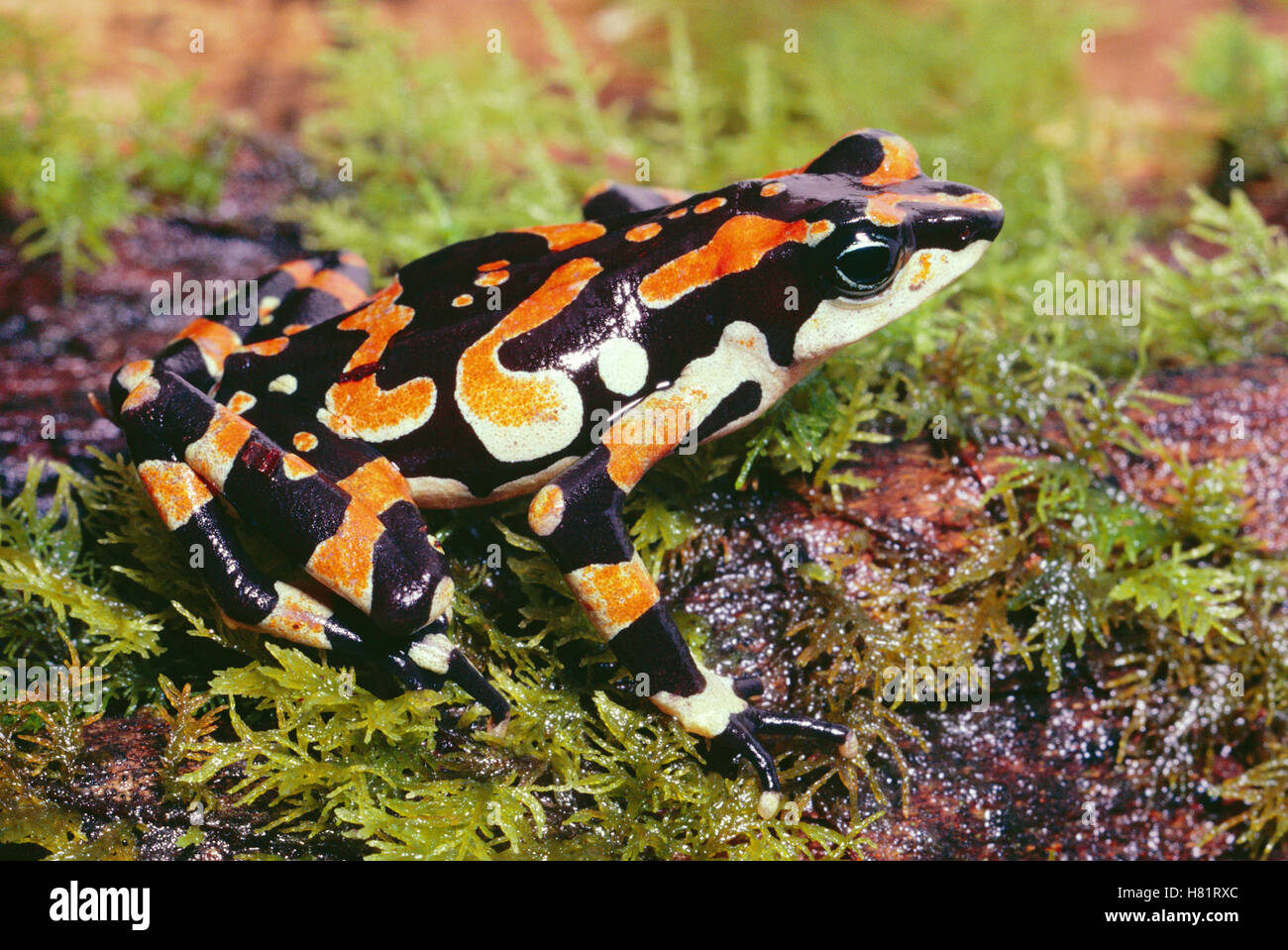 Harlequin Frog (Atelopus varius) female showing warning coloration ...