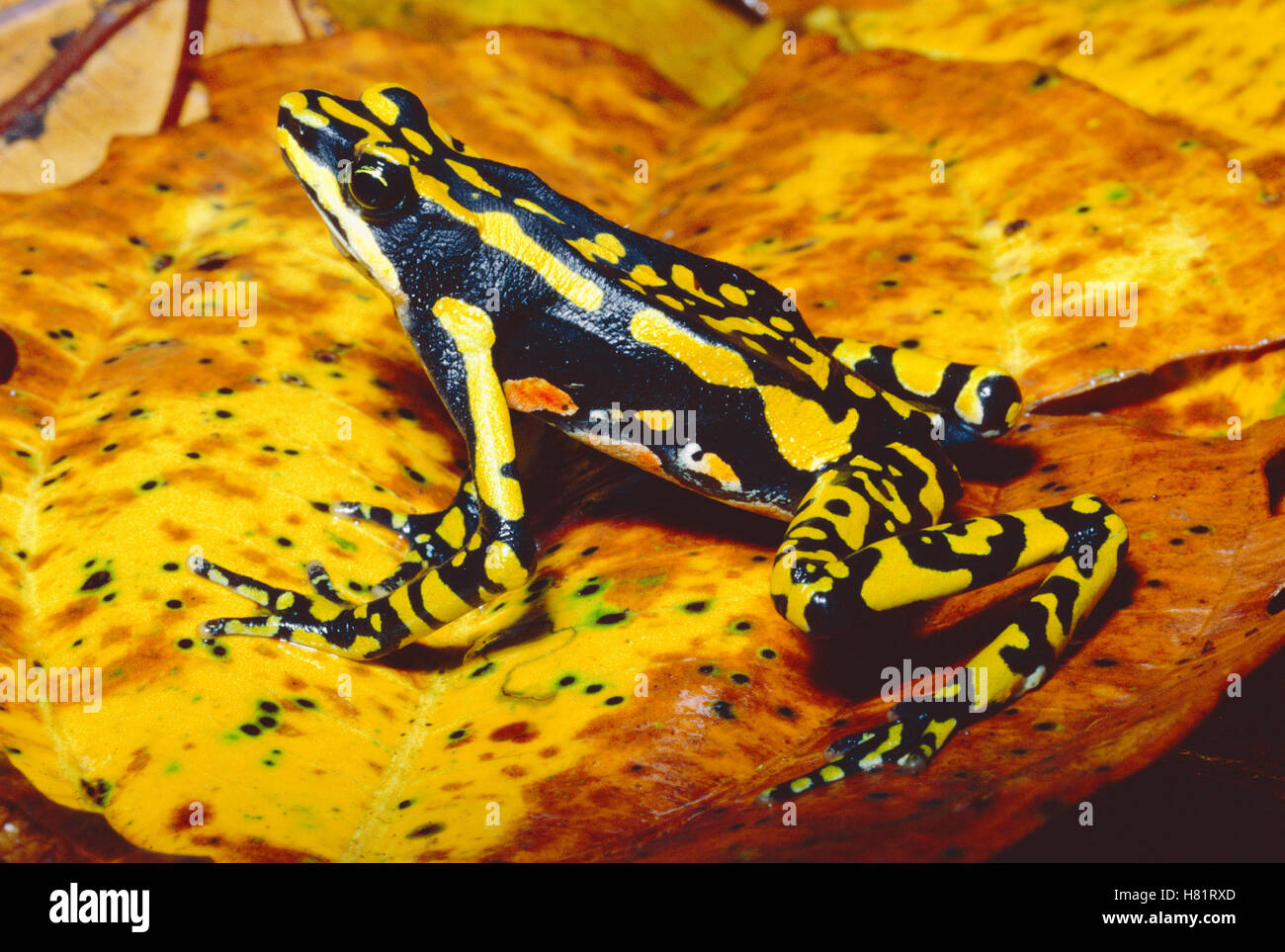 Harlequin Frog (Atelopus varius) female showing warning coloration ...