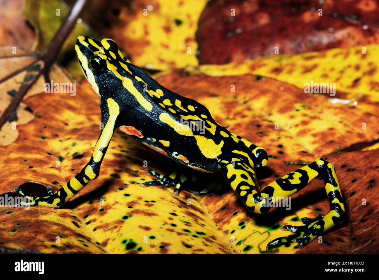 Atelopus Varius