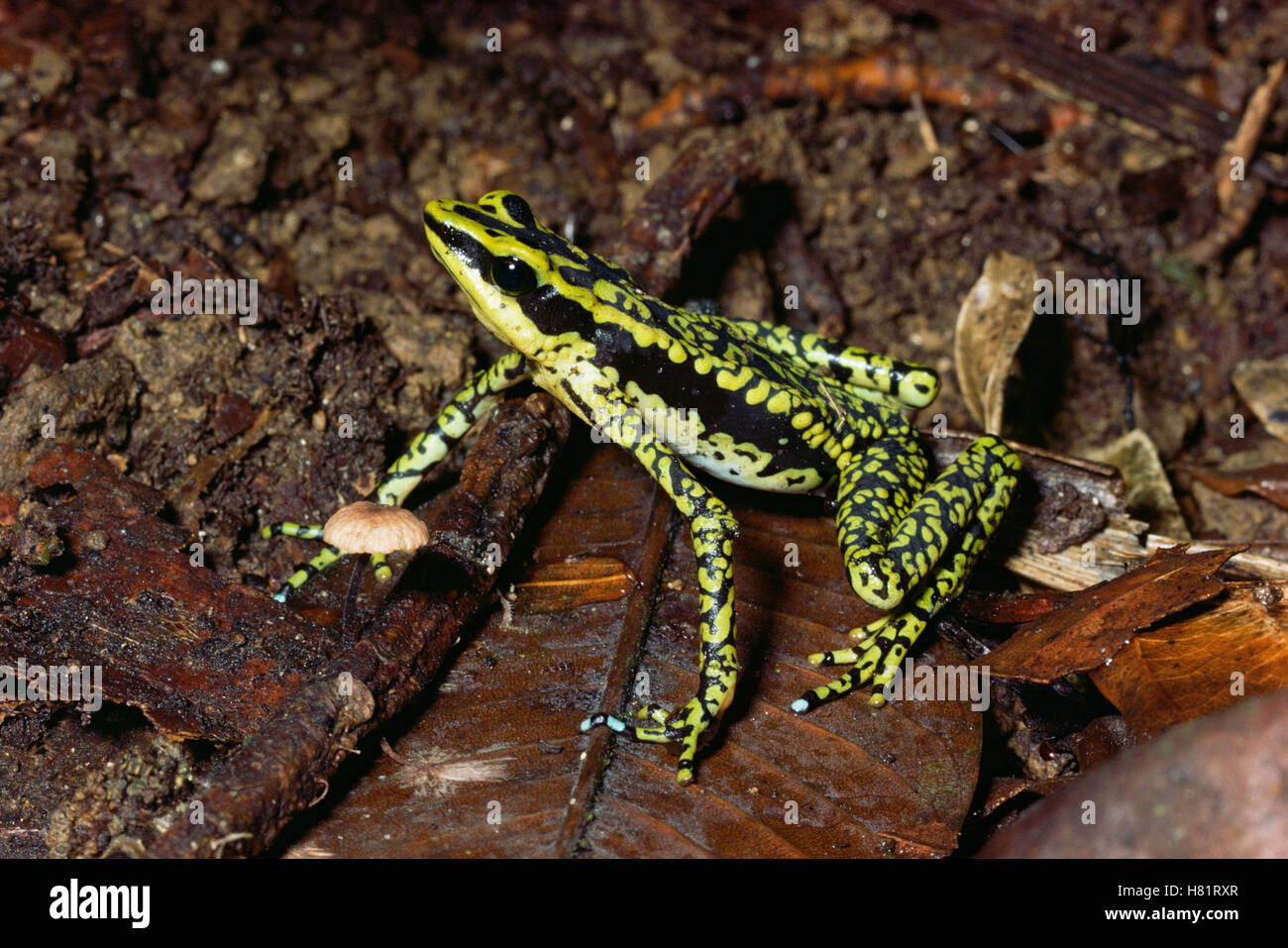 Rancho Grande Harlequin Frog (Atelopus cruciger) displaying warning ...