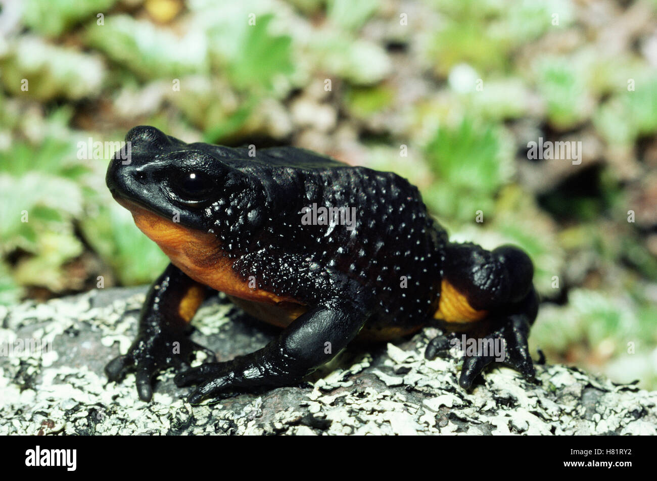 Fire-bellied Frog (Atelopus ignescens) portrait, extinct animal ...