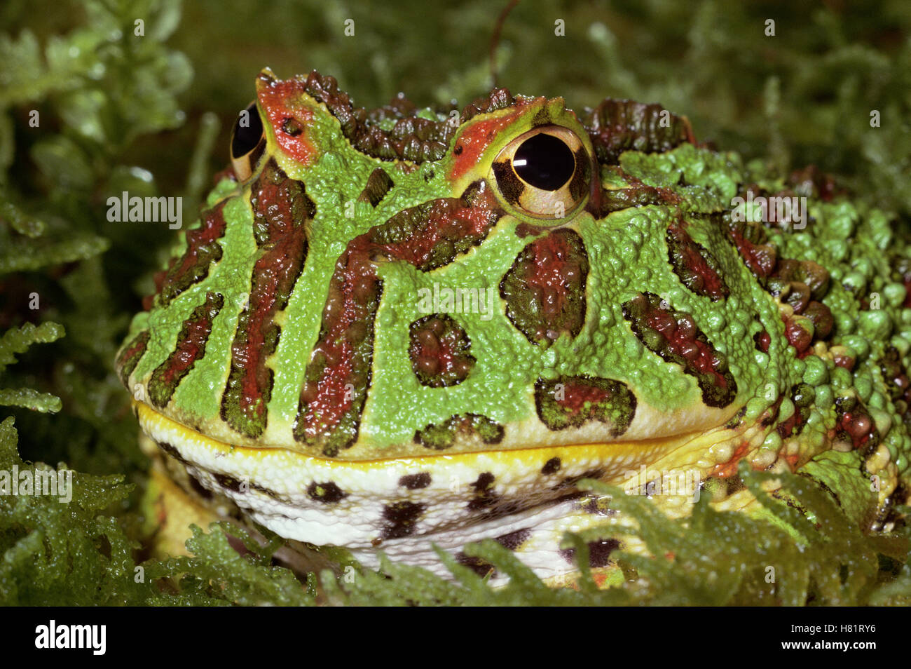 Ornate Horned Frog (Ceratophrys ornata) portrait, South America Stock ...