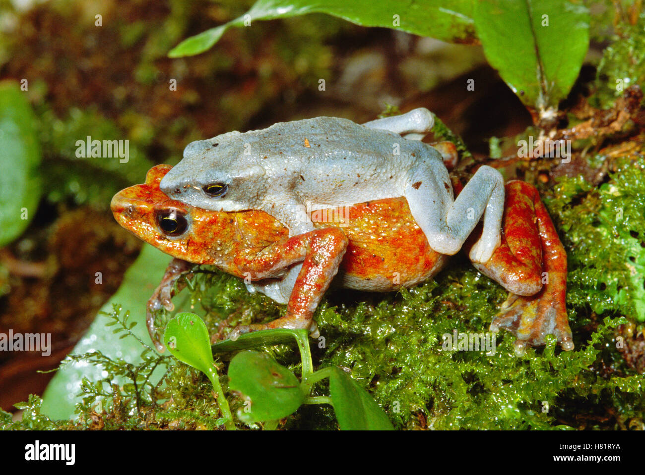 Harlequin Frog (Atelopus varius) male and female in amplexus, South ...