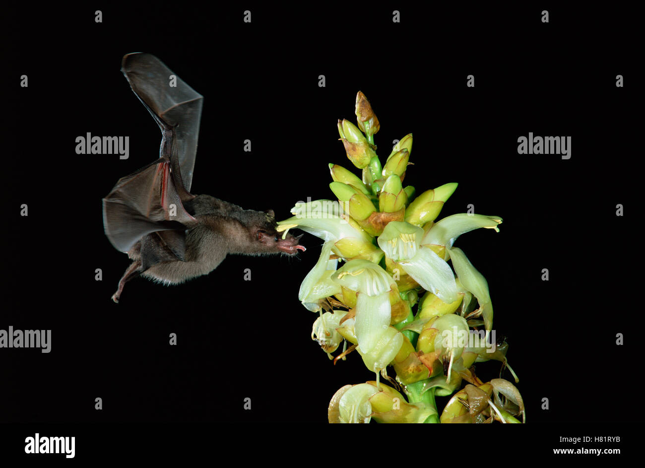 Geoffroy's Tailless Bat (Anoura geoffroyi) visiting an epiphytic ...
