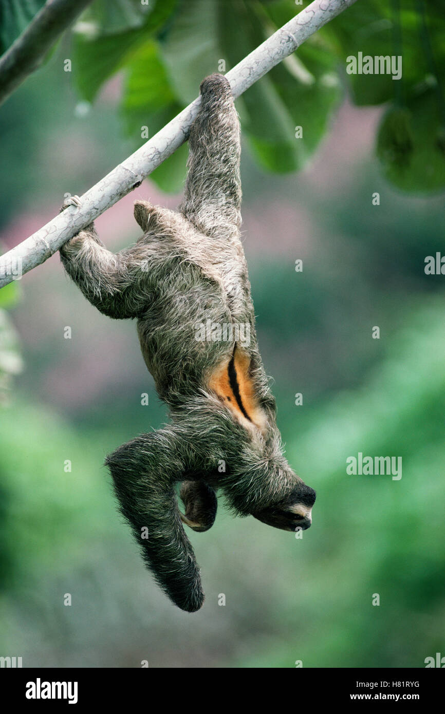 Three-toed Sloth (Bradypus infuscatus) male sunbathing while hanging ...