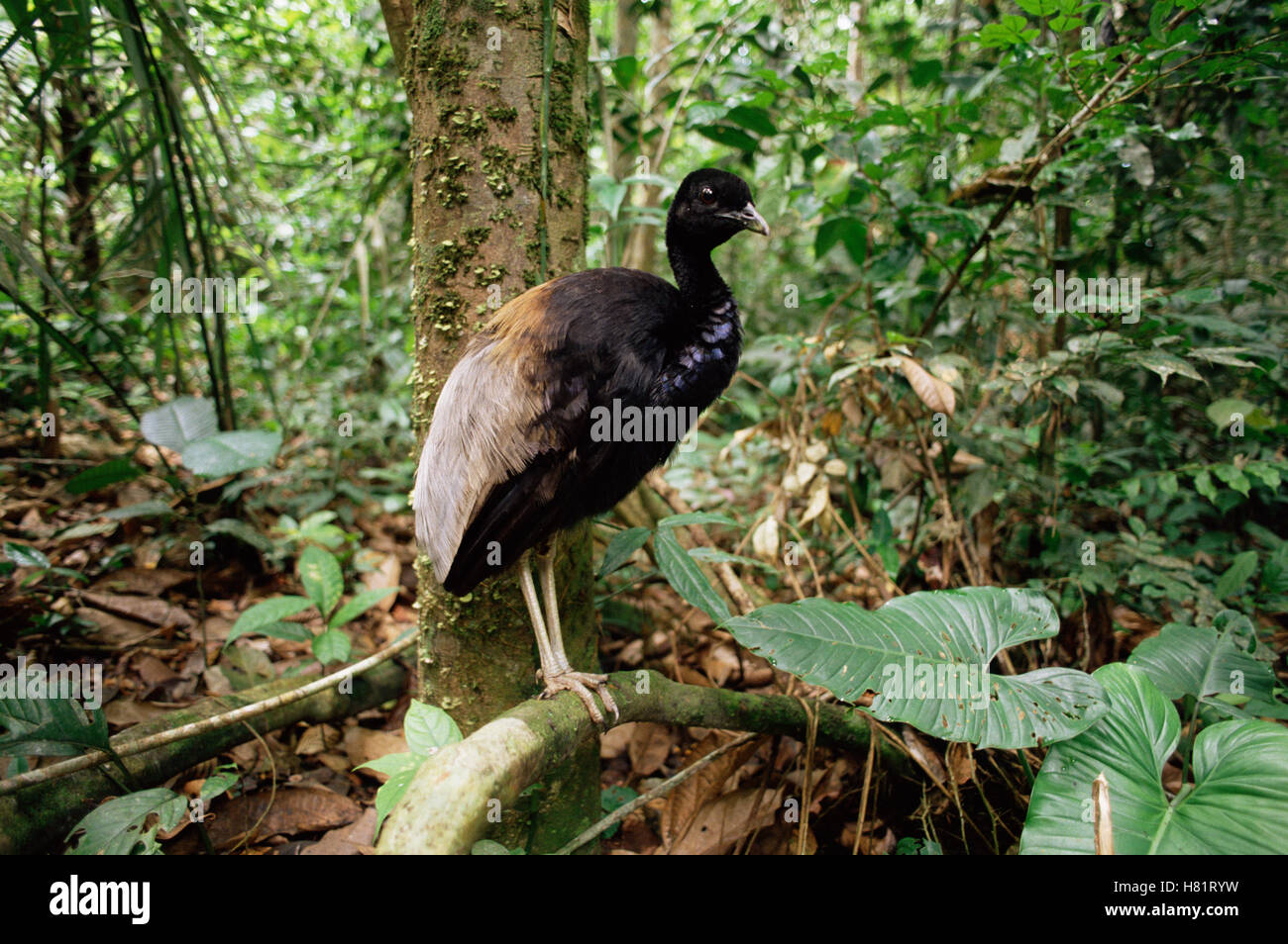 Gray-winged Trumpeter (Psophia crepitans) in rainforest understory ...