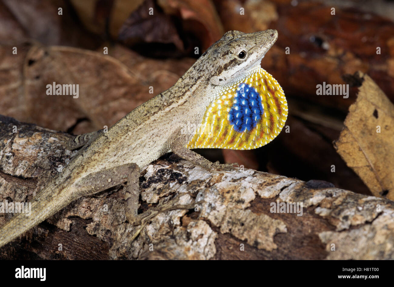Silky Anole (Norops sericeus) male displaying dewlap, Costa Rica Stock ...
