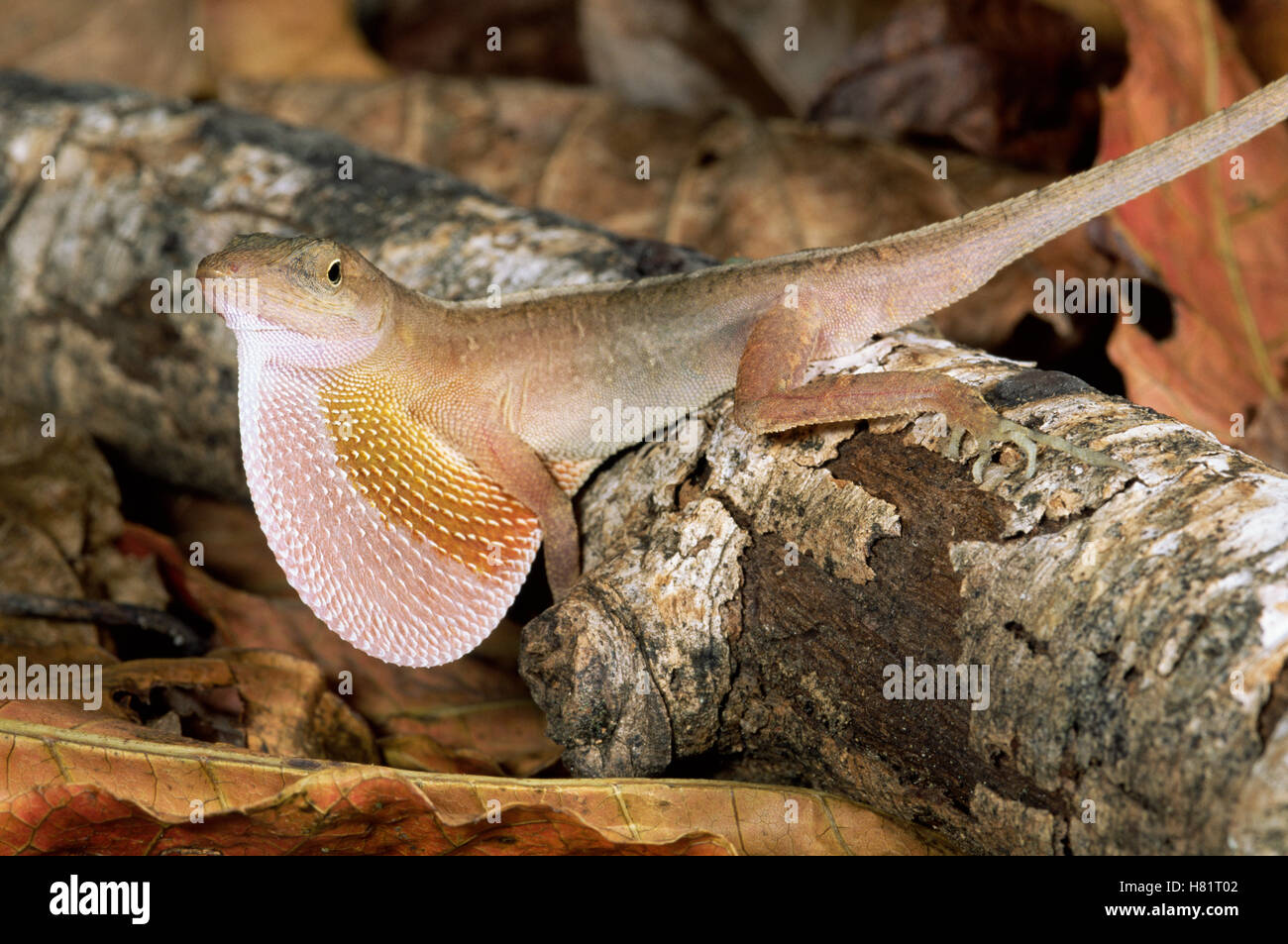 Dry Forest Anole (Norops cupreus) male displaying dewlap, Costa Rica ...