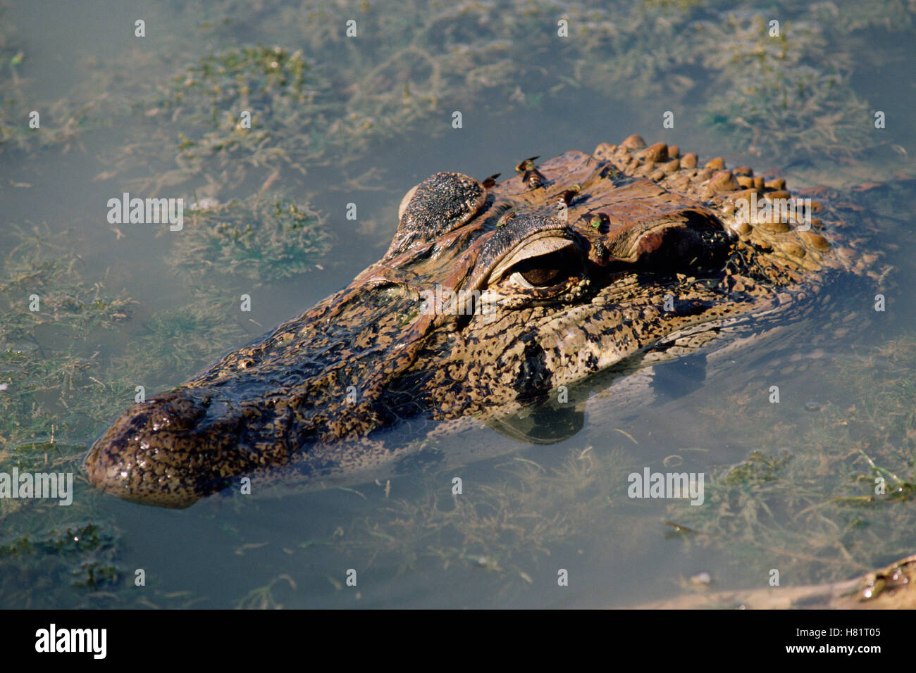 Black Caiman (Melanosuchus niger) surfacing, Peru Stock Photo - Alamy
