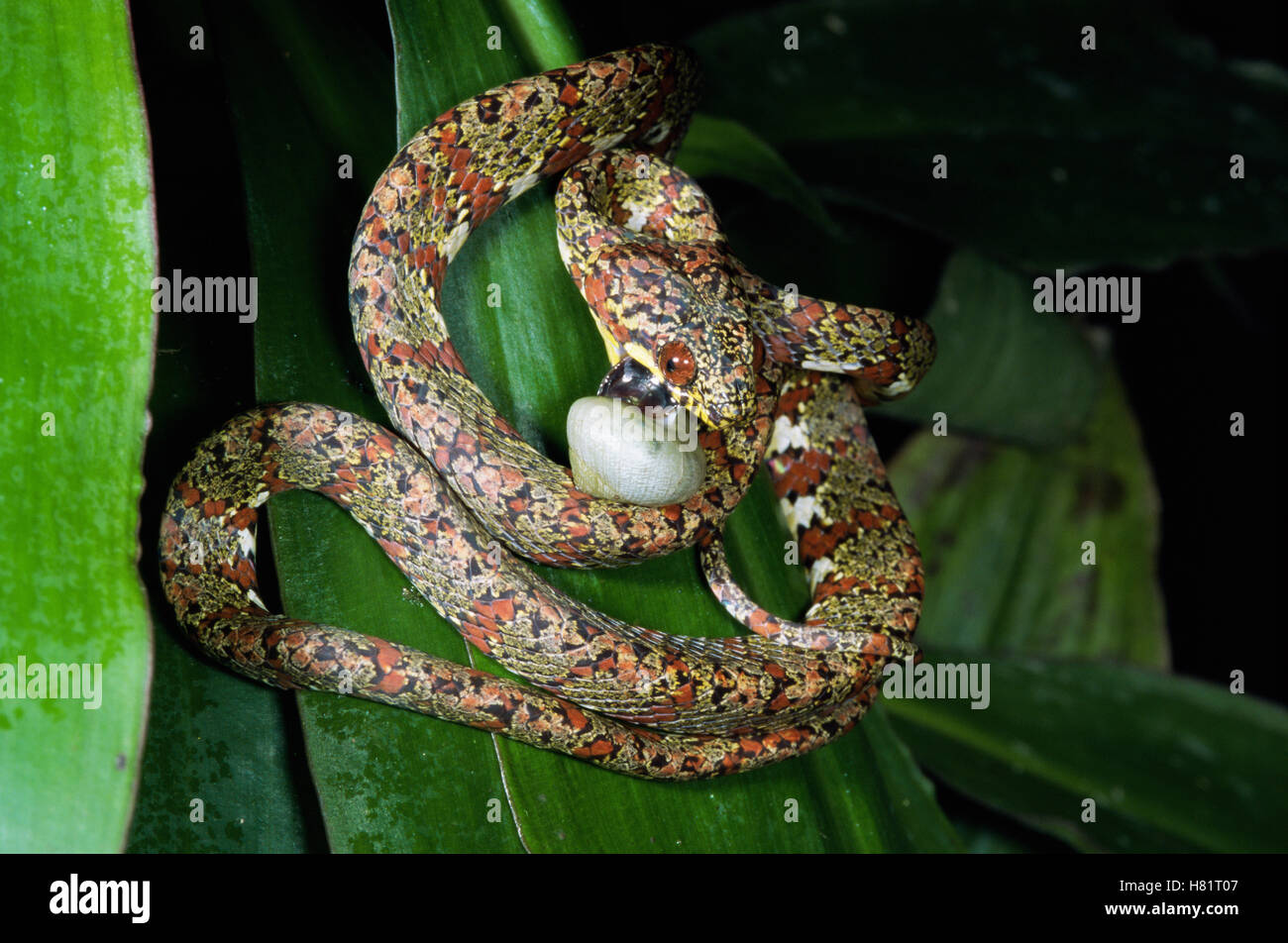 Red-eyed Snail-eater Snake (Sibon lamari) predating a snail, has ...