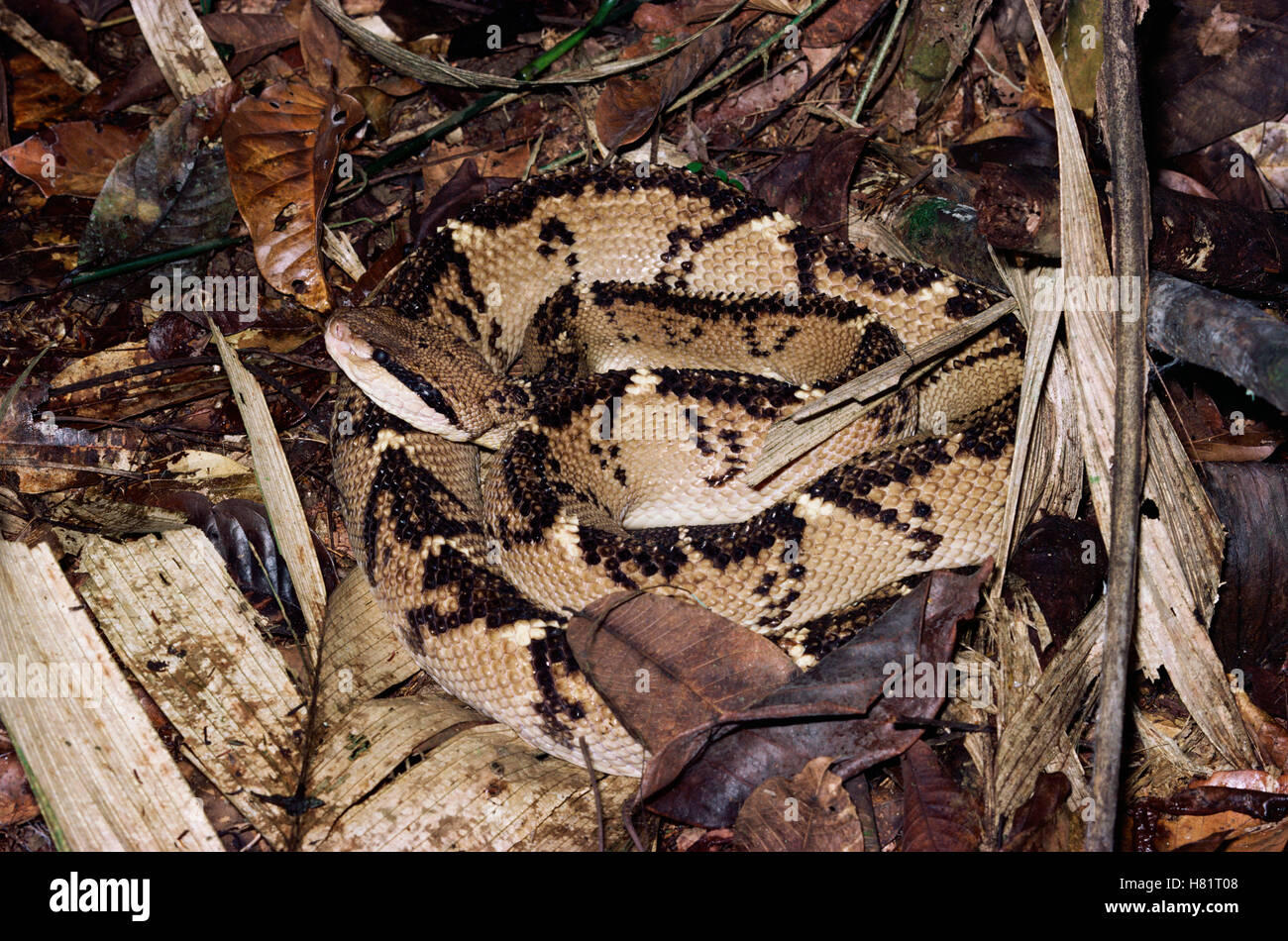 Bushmaster (Lachesis muta) two meters long, largest venomous snake in ...