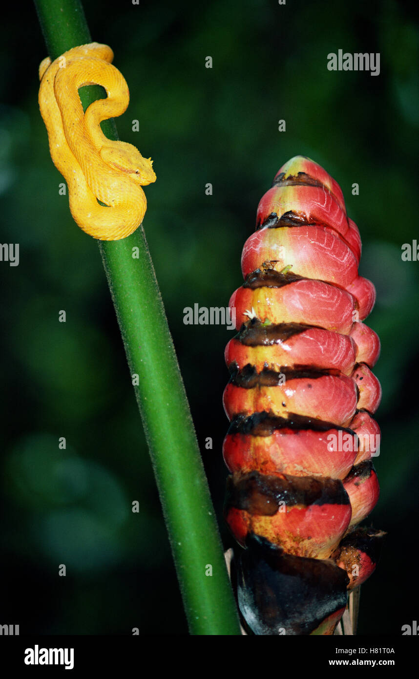 Eyelash Viper (Bothriechis schlegelii) gold morph waiting in ambush for ...