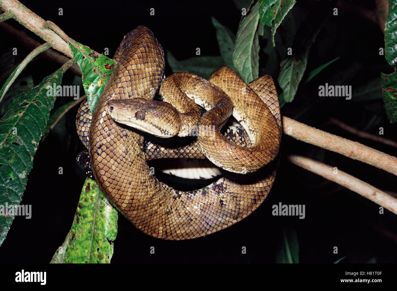 Common Tree Boa (Corallus hortulanus) coiled on slender branch in tree ...
