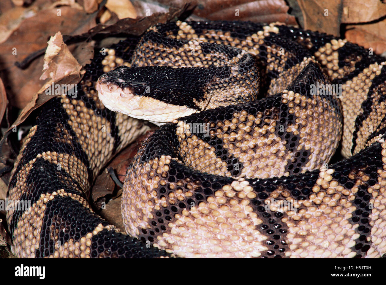 Bushmaster (Lachesis muta) two meters long, largest venomous snake in ...