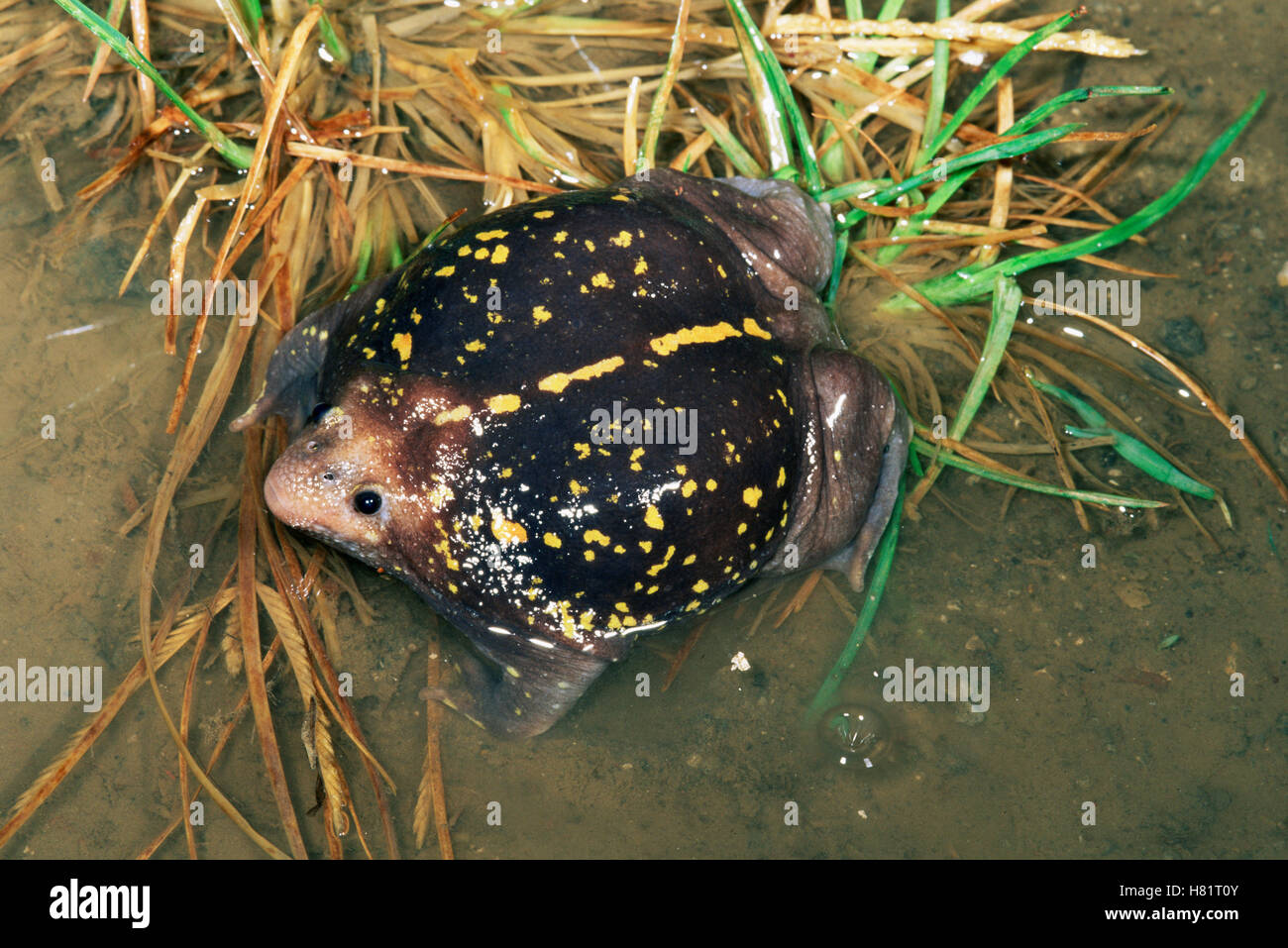 Mexican Burrowing Toad (Rhinophrynus dorsalis) inflates when threatened ...