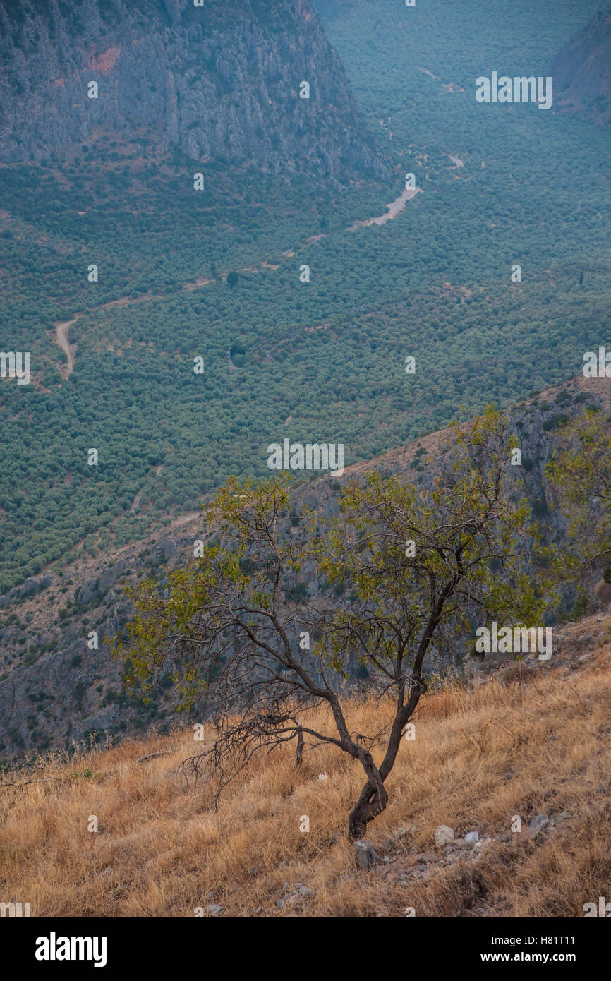 Scenic view of delphi hi-res stock photography and images - Alamy