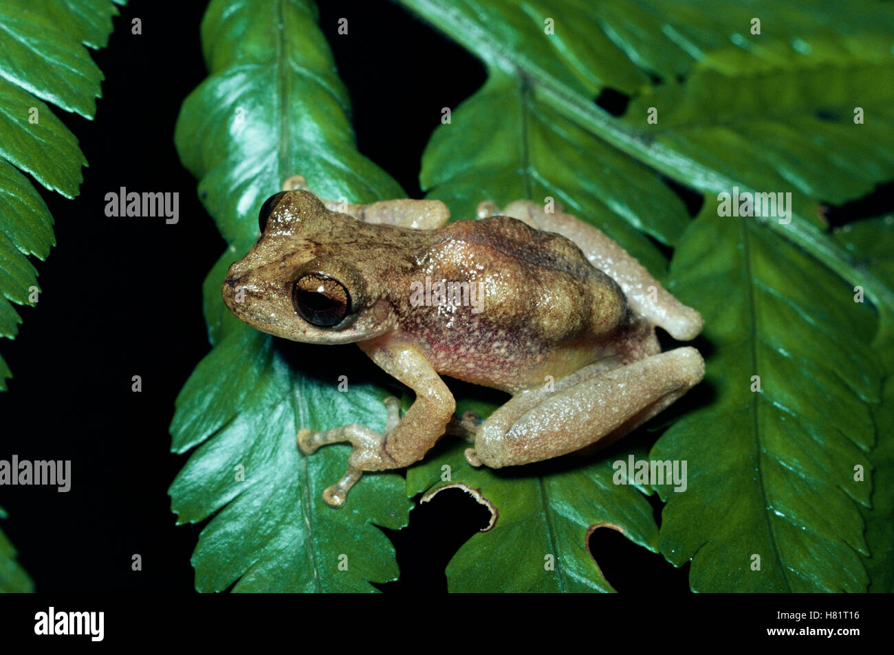 Pygmy Marsupial Frog (Flectonotus pygmaeus) female carrying eggs in her ...