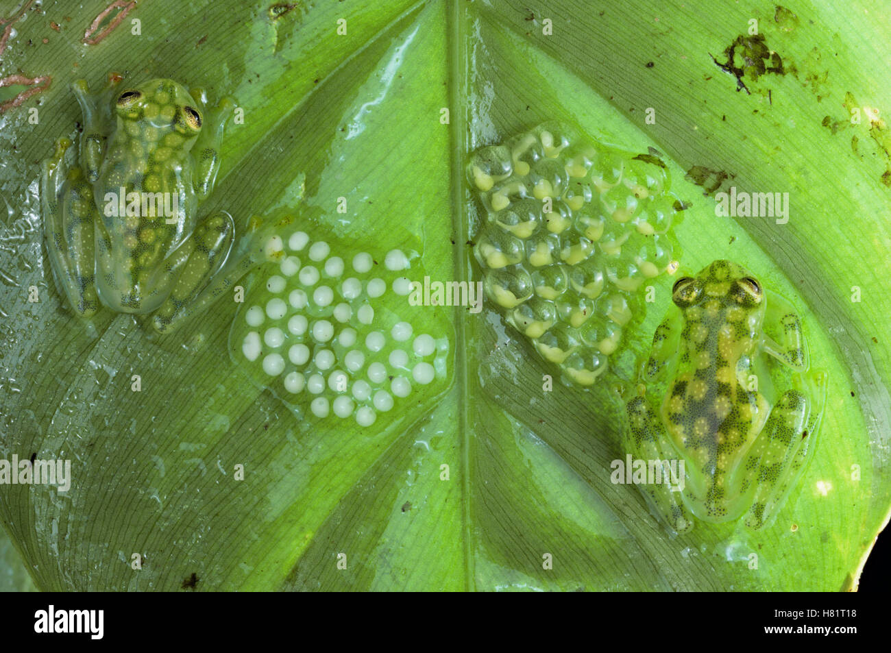 Reticulated Glass Frog (Hyalinobatrachium valerioi) pair guarding two clutches of eggs, each at ...