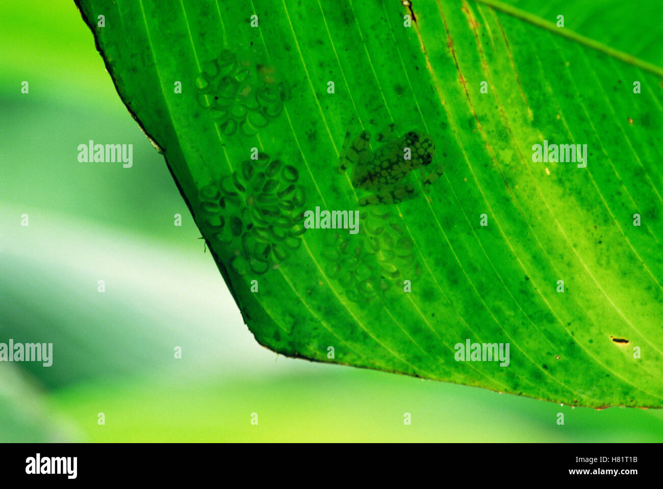 Reticulated Glass Frog (Hyalinobatrachium valerioi) male guarding three ...