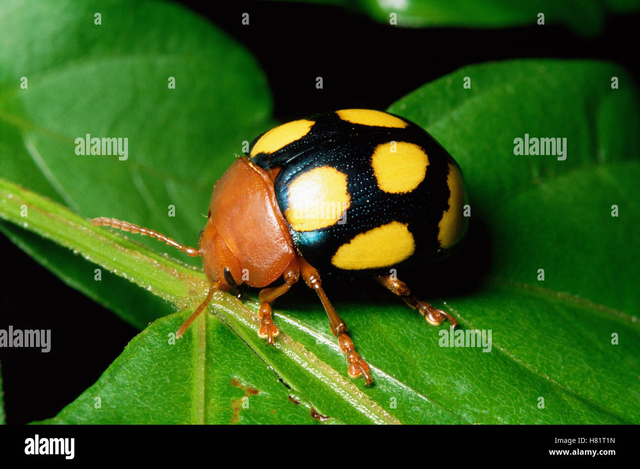 Leaf Beetle (Chrysomelidae) on leaf, Peru Stock Photo - Alamy