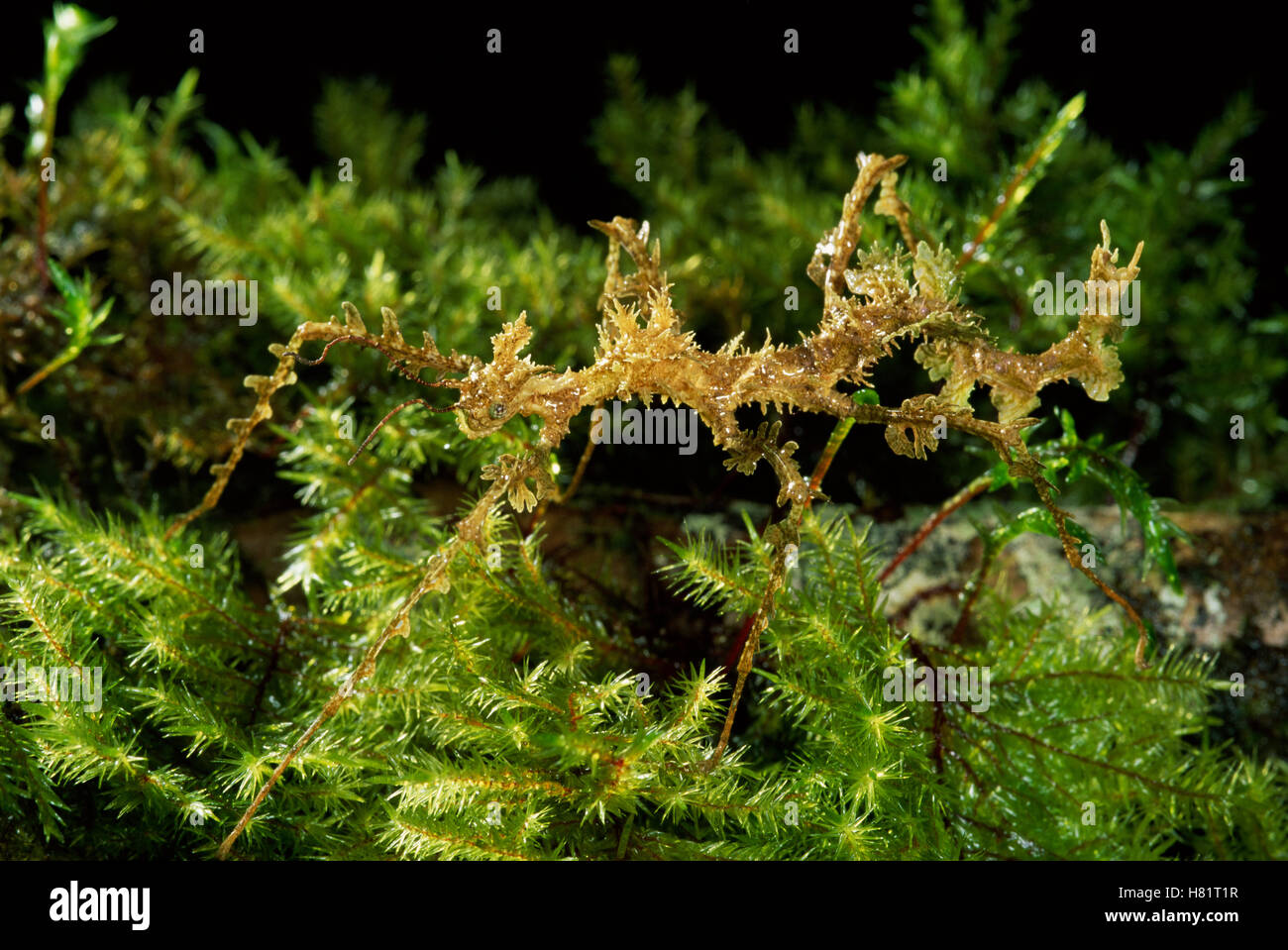 Walking Stick insect camouflaged as lichen, Costa Rica Stock Photo - Alamy