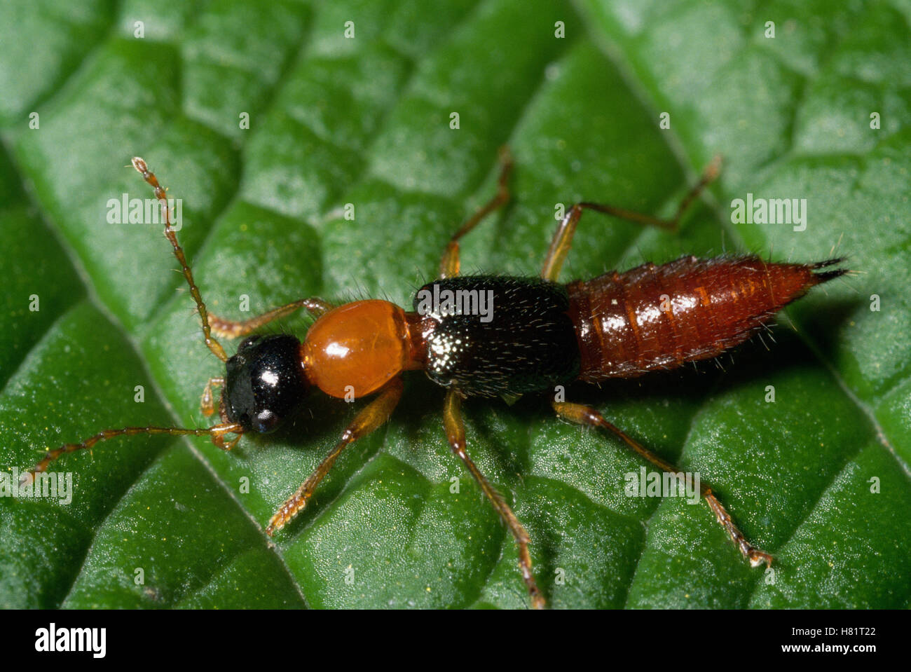 Rove Beetle (Staphylinidae) showing warning coloration, extremely ...