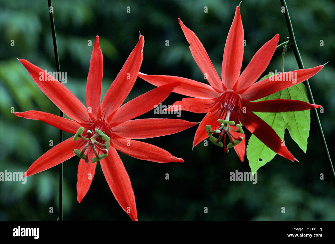 Perfumed Passion Flower Passiflora Vitifolia Flowers Costa Rica 9532