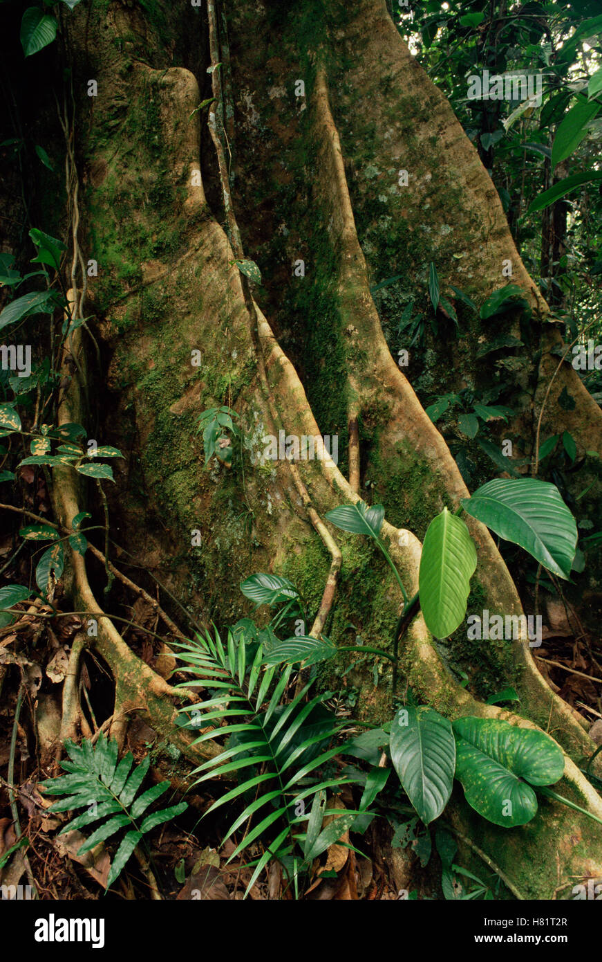 Rainforest tree showing buttress roots, Ecuador Stock Photo - Alamy