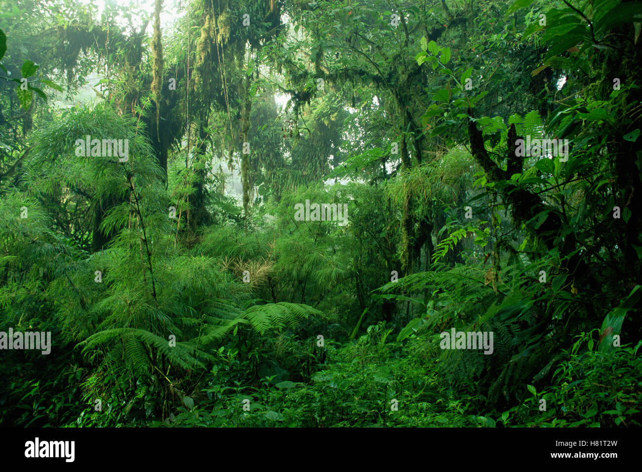 Cloud forest from the Brilliant trail, Monteverde Cloud Forest Reserve ...