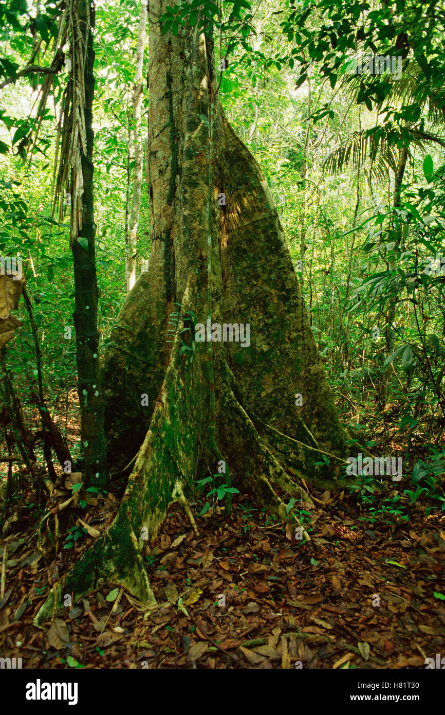 Tree with buttress roots in tropical rainforest, Peru Stock Photo - Alamy