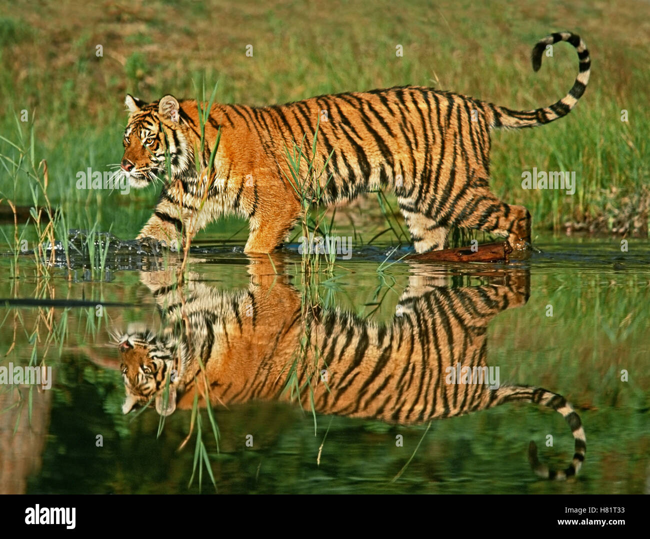Siberian Tiger (Panthera tigris altaica) sub-adult walking through water, native to Russia Stock ...