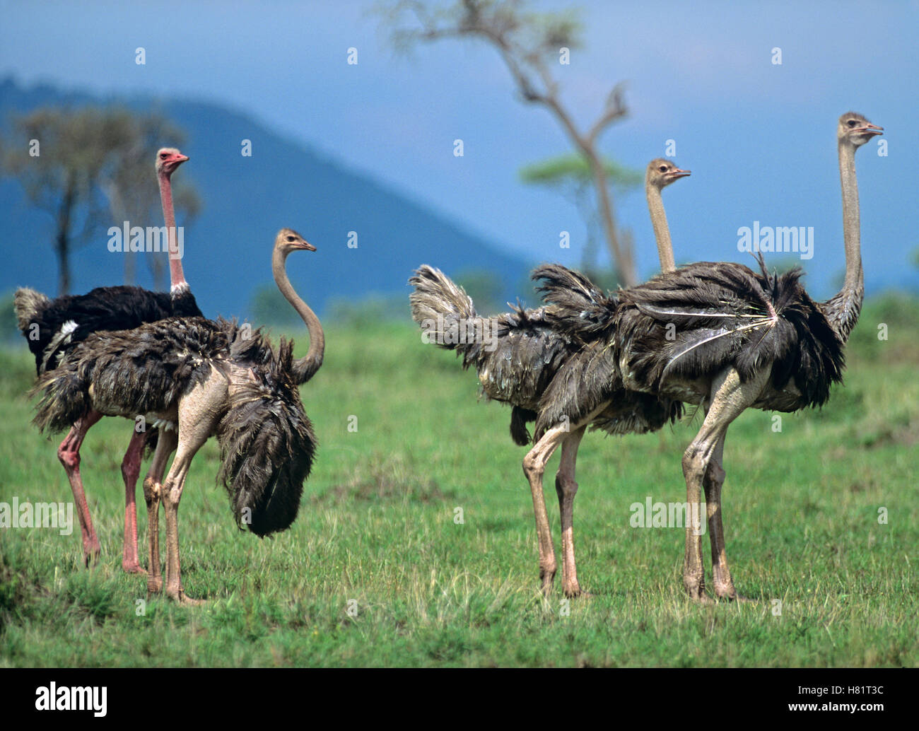 Ostrich (Struthio camelus) male and females, Masai Mara, Kenya Stock ...