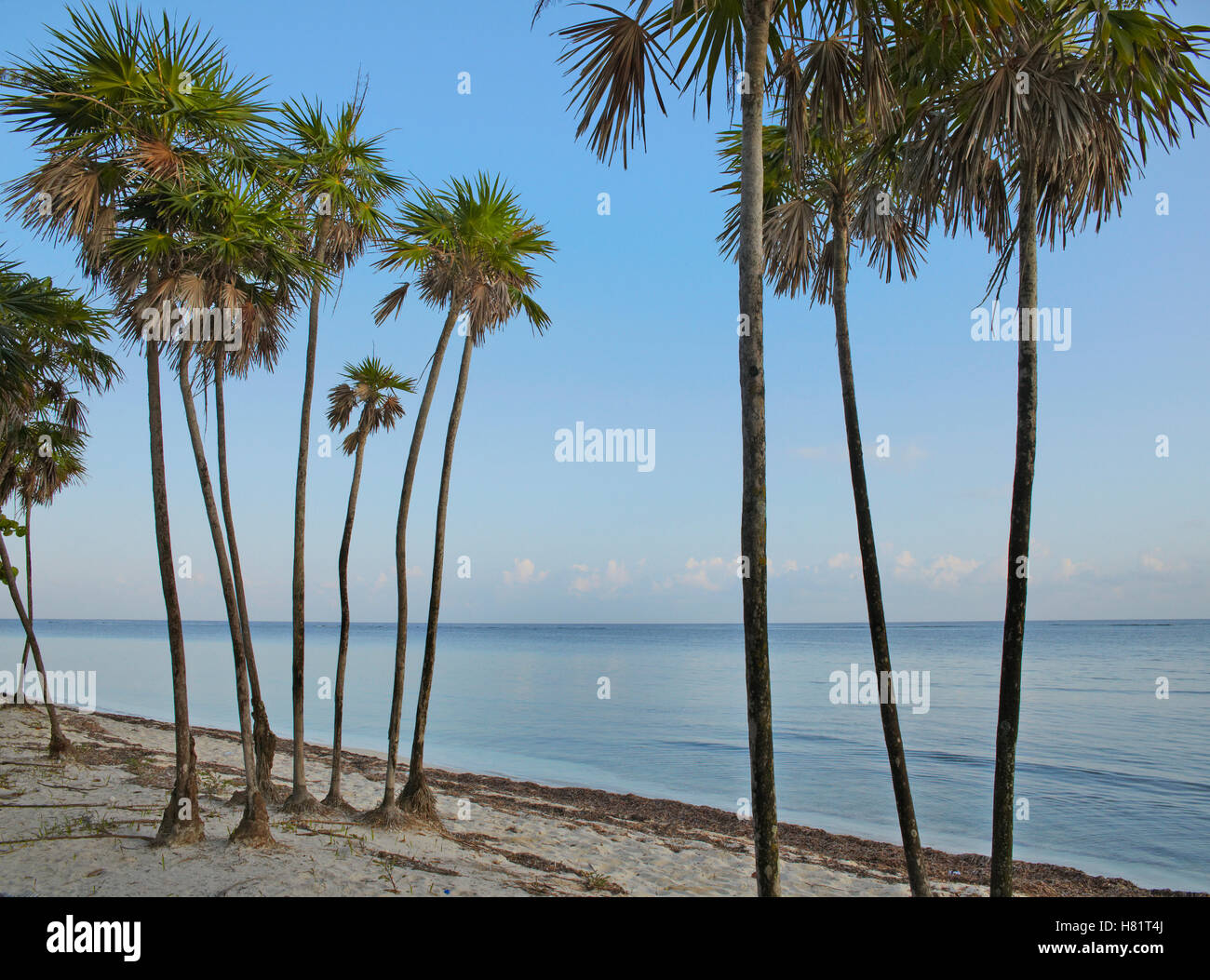 Palm trees on beach, Palmetto Bay, Roatan Island, Honduras Stock Photo ...