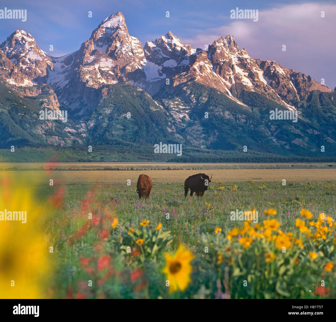 American Bison (Bison bison) pair, Antelope Flats, Grand Teton National ...