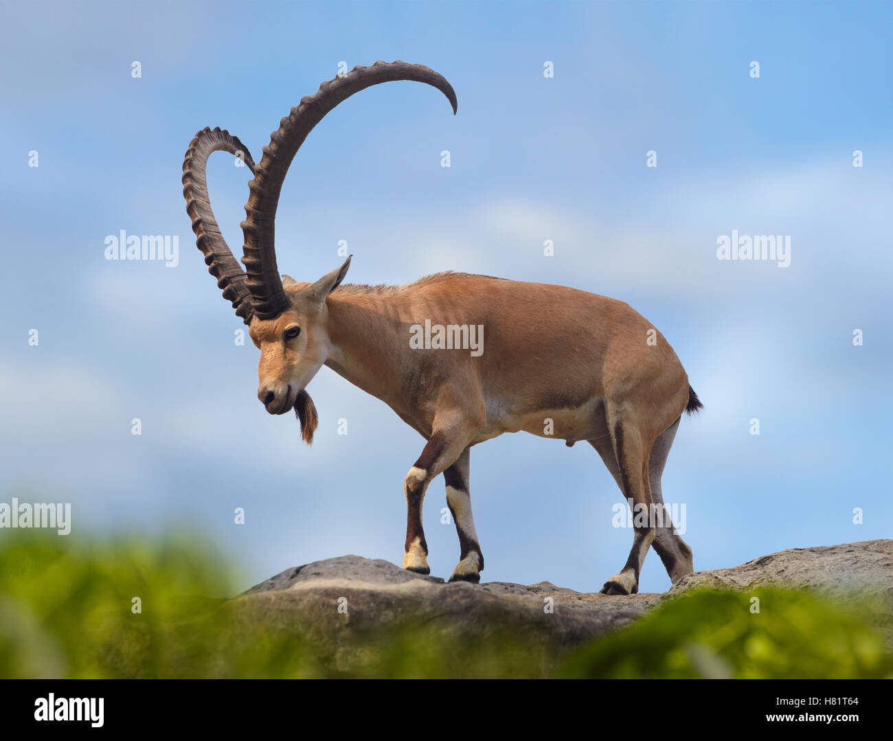 Nubian Ibex (Capra nubiana) male, Singapore Zoo, Singapore Stock Photo ...
