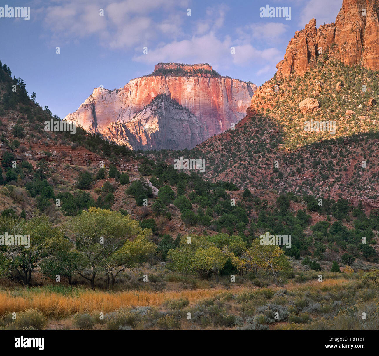 West Temple, Zion National Park, Utah Stock Photo - Alamy