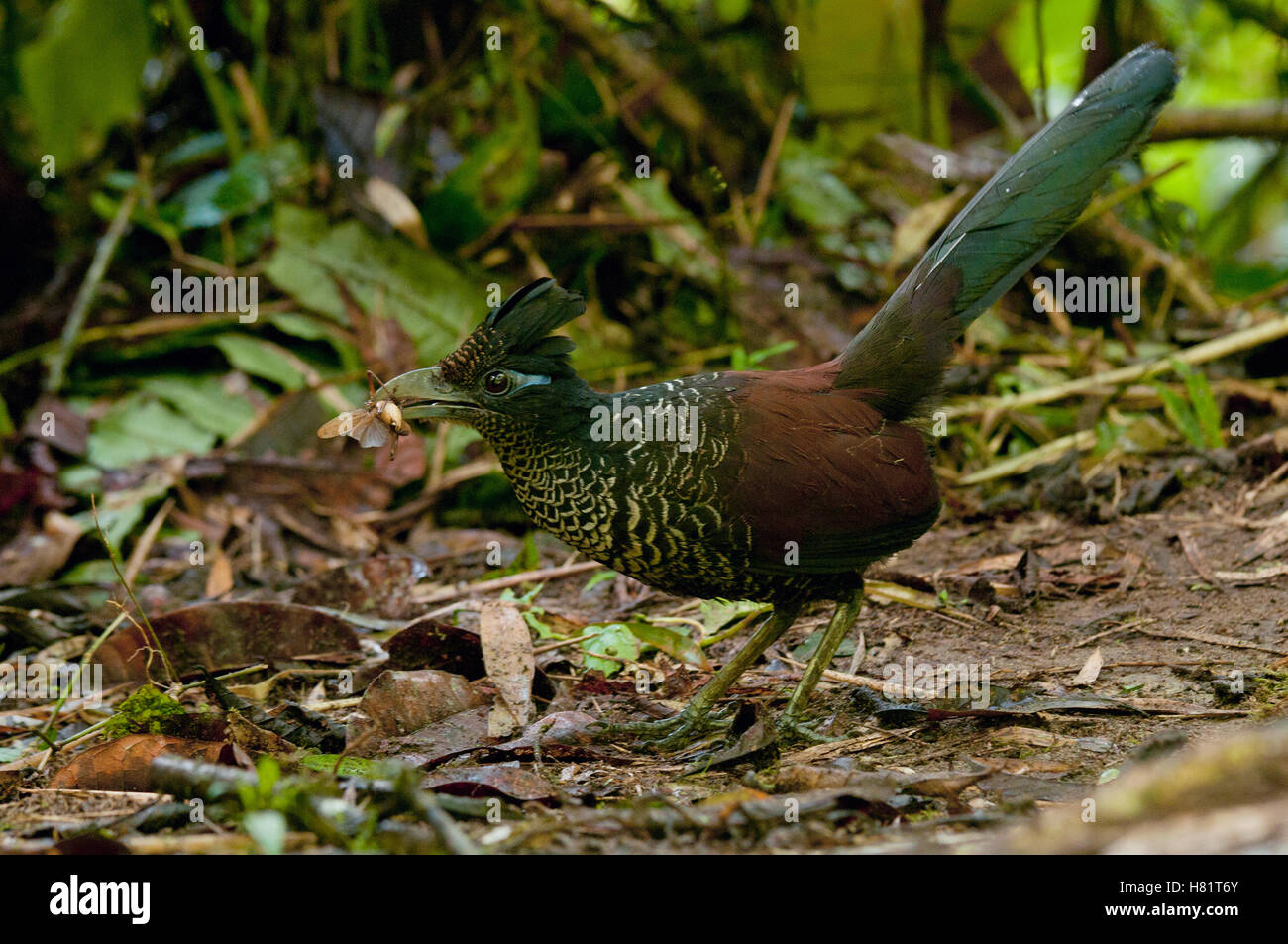 Banded Ground-Cuckoo (Neomorphus radiolosus) feeding on insect, western ...