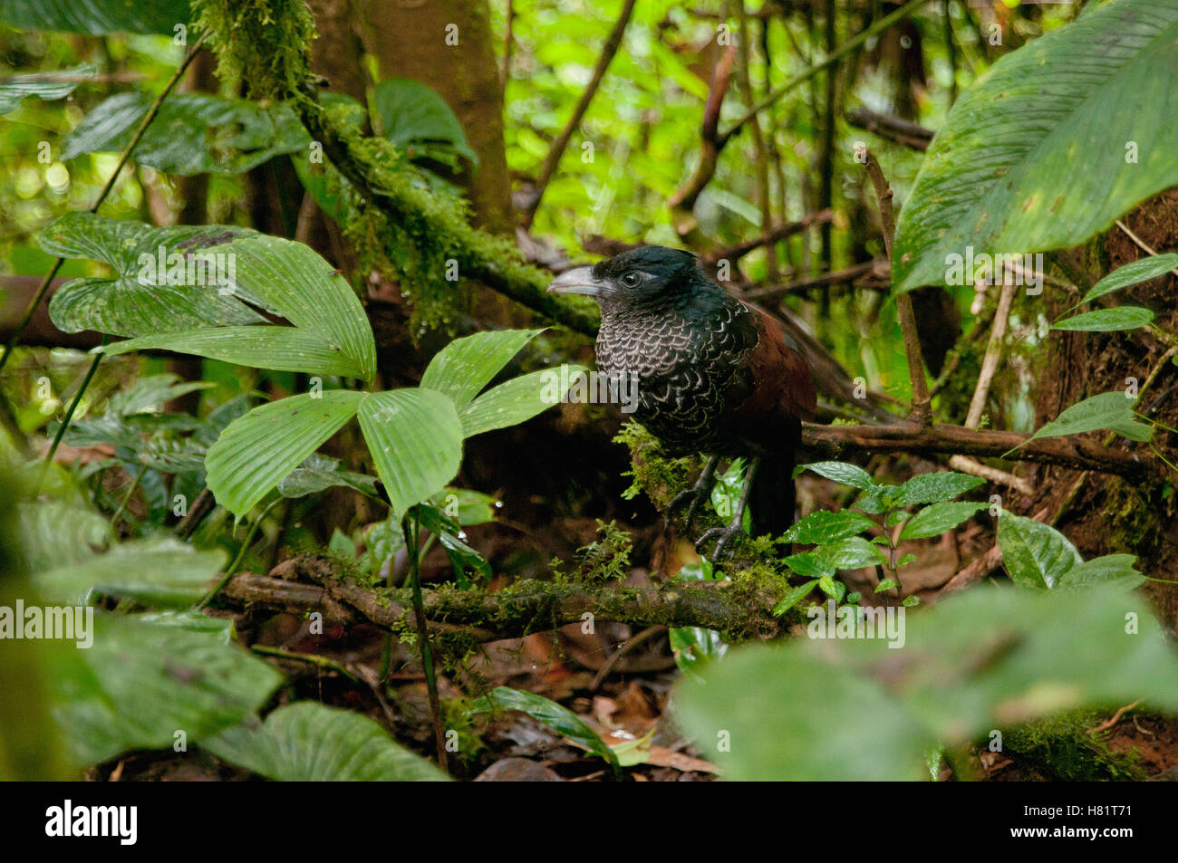 Banded Ground-Cuckoo (Neomorphus radiolosus) in rainforest, western ...