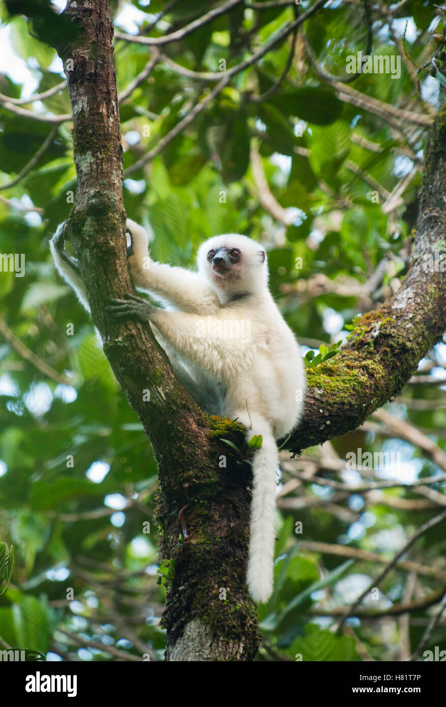 Silky Sifaka (Propithecus candidus), Marojejy National Park, Madagascar ...