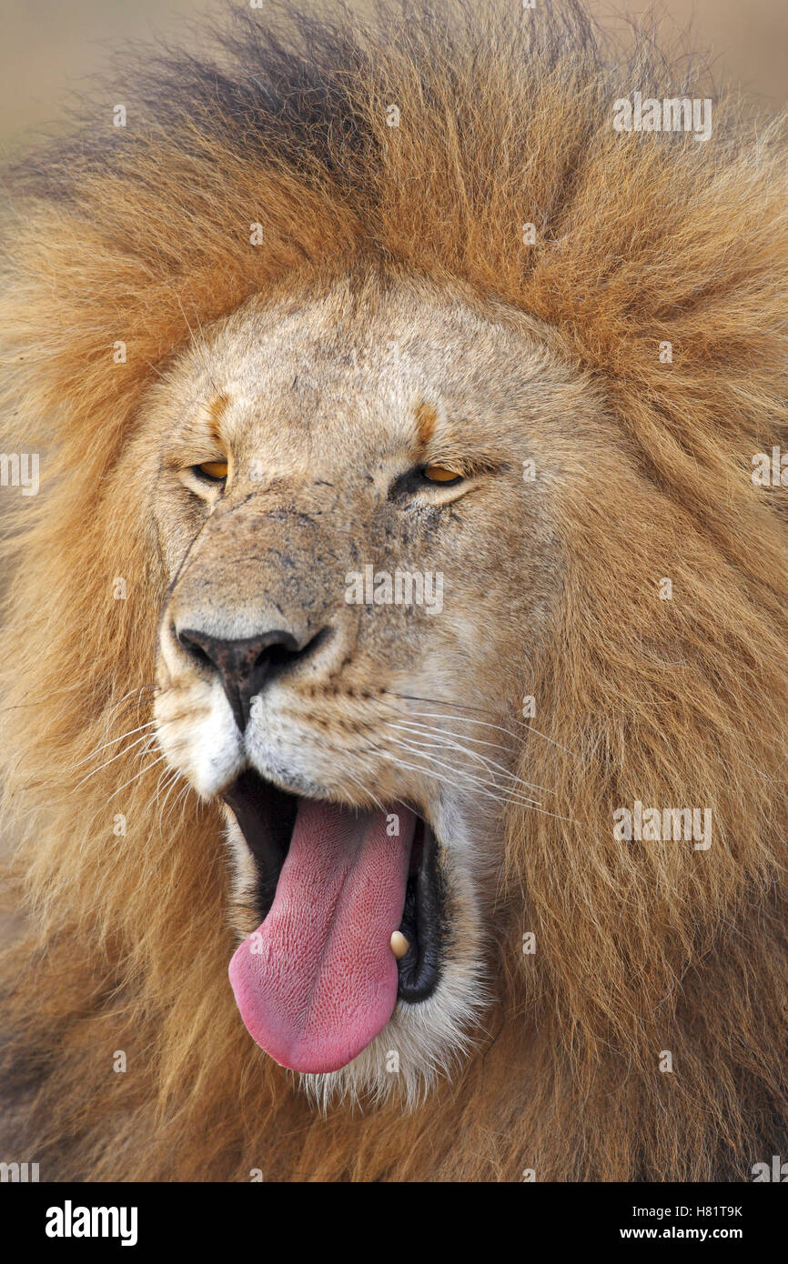 African Lion (Panthera leo) male yawning, Masai Mara, Kenya Stock Photo ...