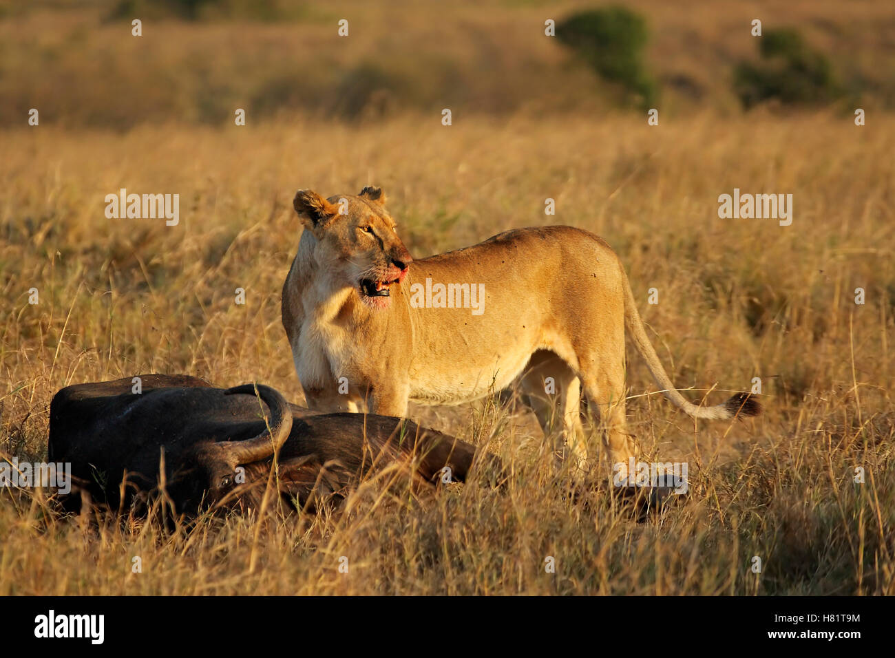 African Lion (Panthera leo) female at Cape Buffalo (Syncerus caffer ...