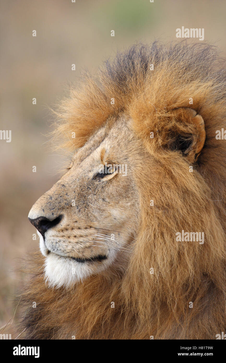 African Lion (Panthera leo) male, Masai Mara, Kenya Stock Photo - Alamy