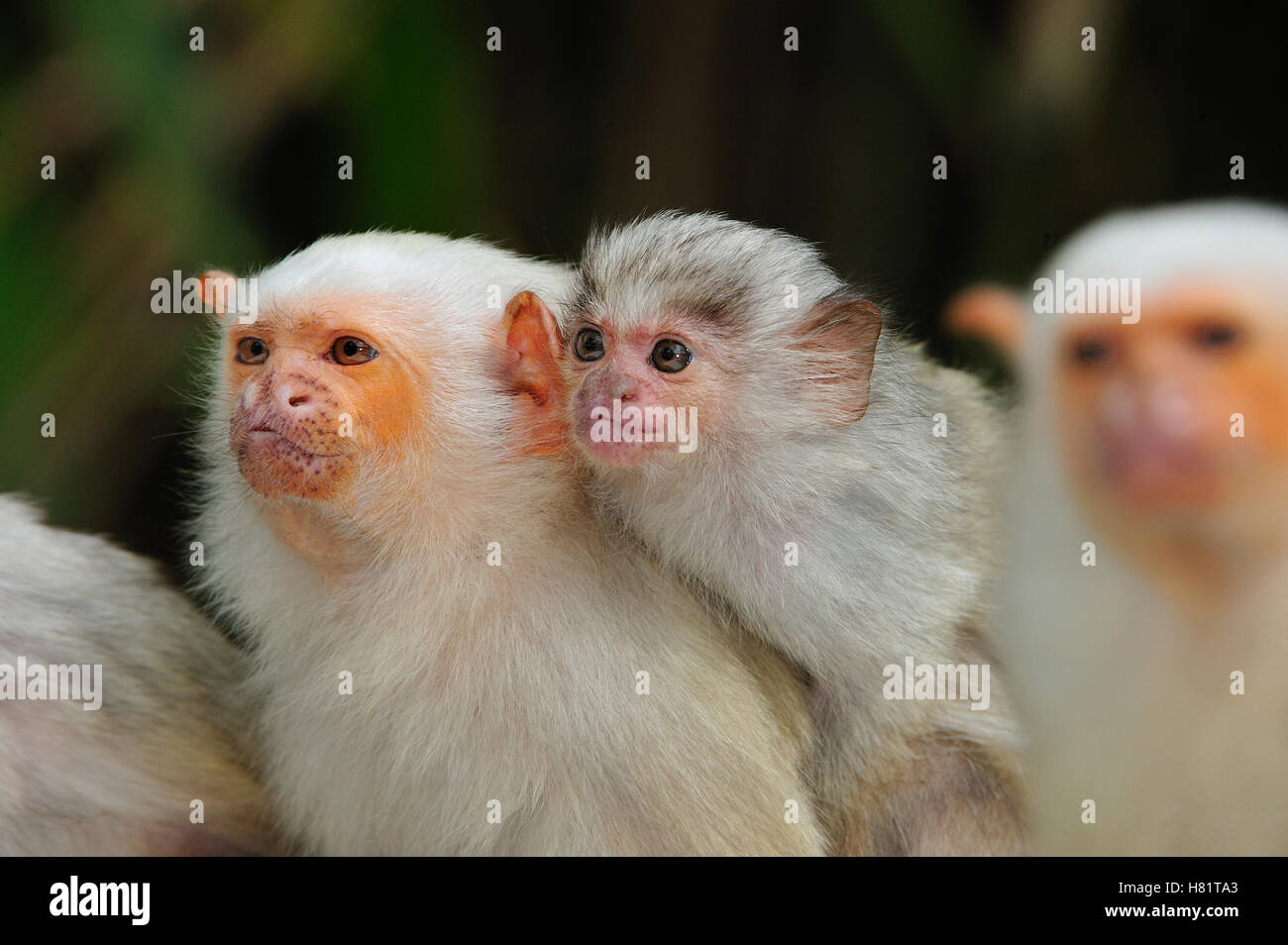 Silvery Marmoset (Callithrix argentata) mother with young, native to ...