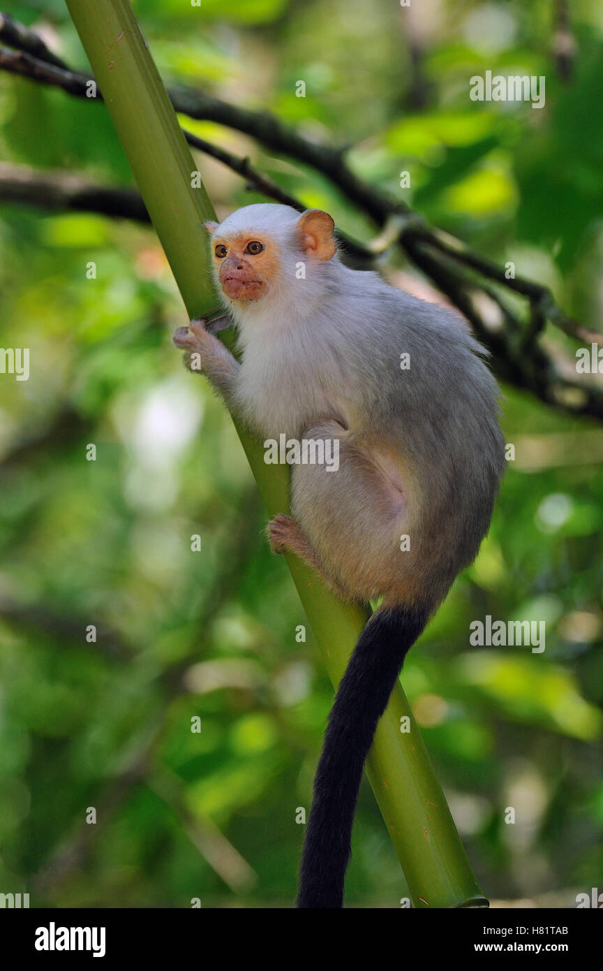 Silvery Marmoset (Callithrix argentata), native to Brazil Stock Photo ...