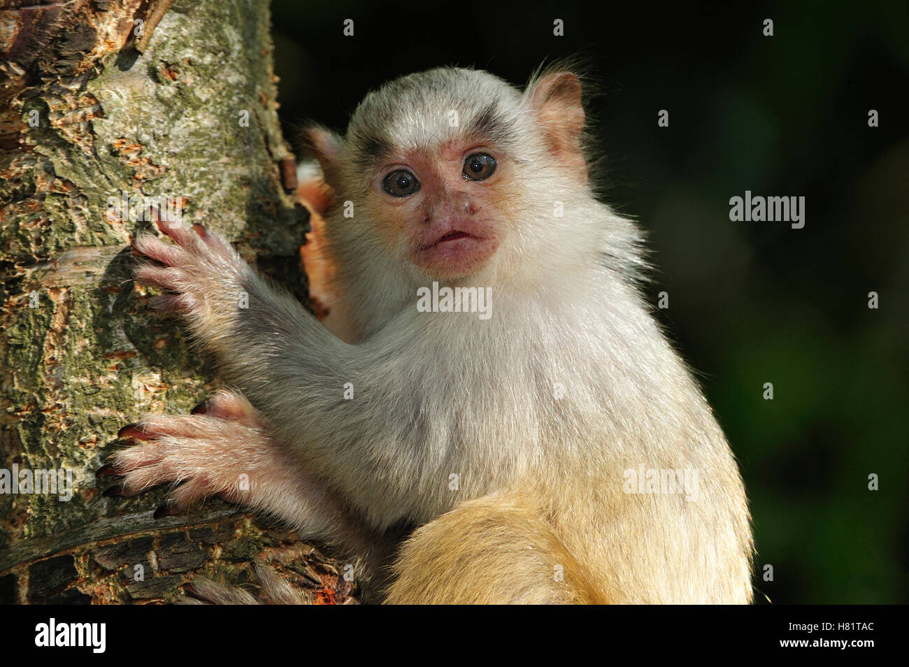 Silvery Marmoset (Callithrix argentata) young, native to Brazil Stock ...