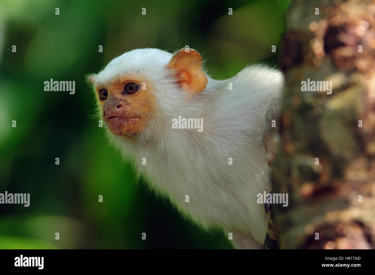Silvery Marmoset (Callithrix argentata), native to Brazil Stock Photo ...