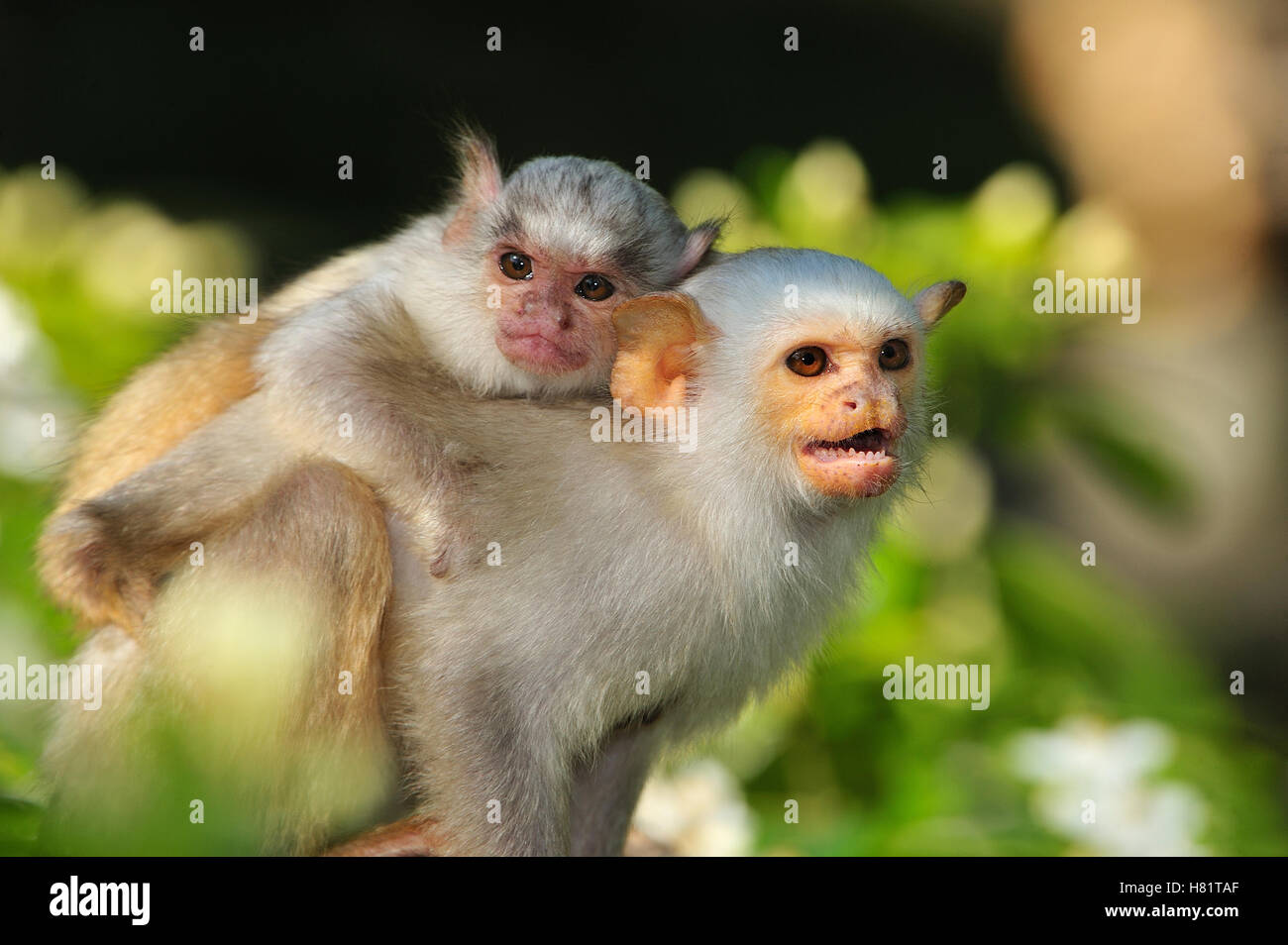 Silvery Marmoset (Callithrix argentata) mother carrying young, native ...