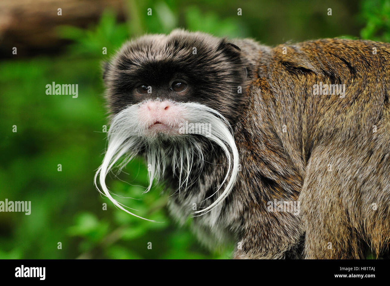 Emperor Tamarin (Saguinus imperator), native to Brazil Stock Photo - Alamy