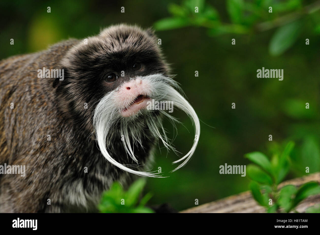 Emperor Tamarin (Saguinus imperator), native to Brazil Stock Photo - Alamy