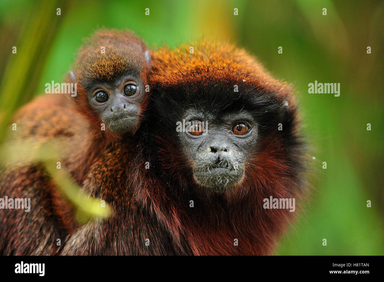 Coppery Titi (Callicebus cupreus) mother carrying young, native to ...